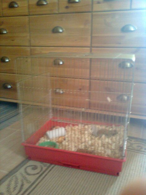 Aranyhörcsög elhelyezése